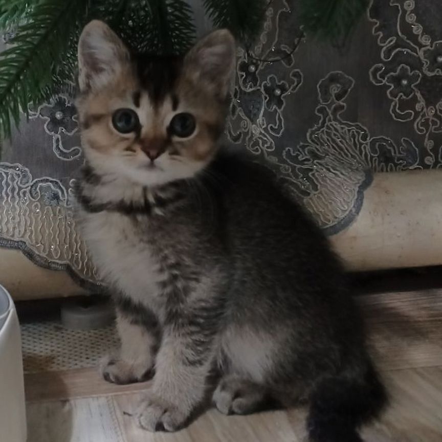 Шотландский вислоухий короткошёрстный котёнок