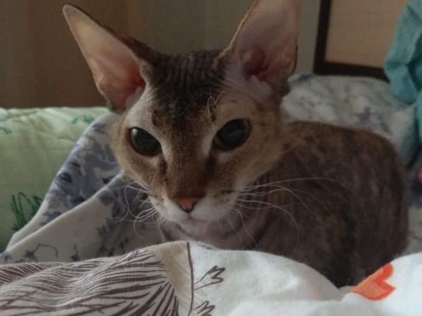 Отдам кошку в добрые руки