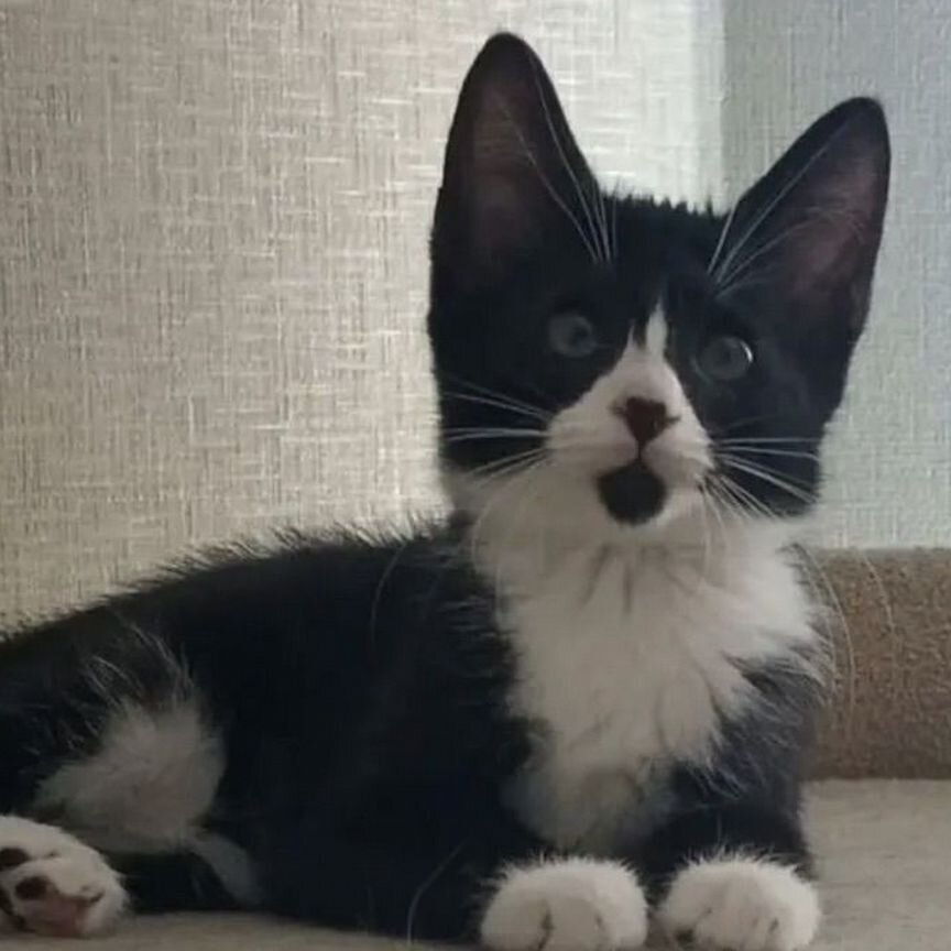 Котёнок в добрые руки