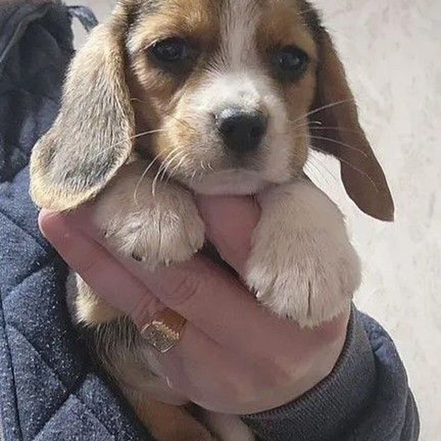 Бигль