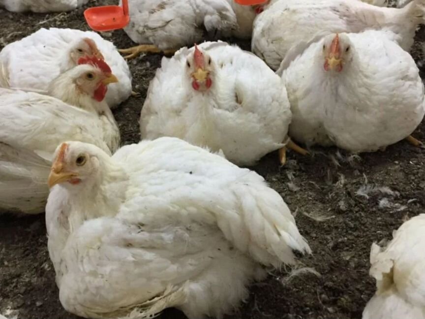 Куры бройлеры