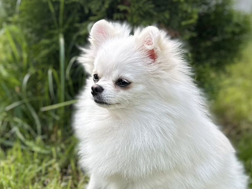 Померанский шпиц