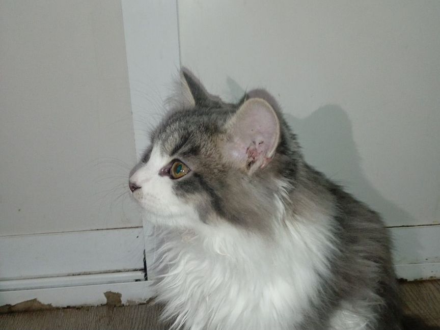 Персидская кошка