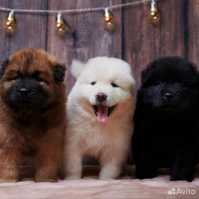 Евразиер (Щенки,1мес)