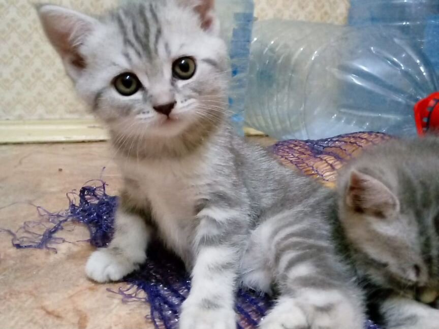 Шотландская кошка