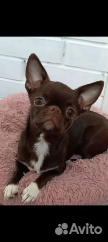 Девочка чихуа 1 год