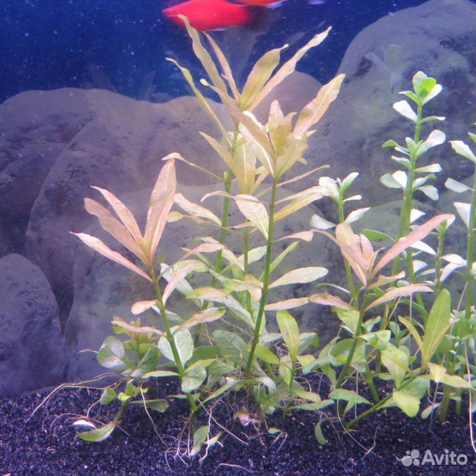 Бакопа монье