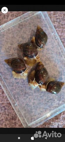 Улитки ахатины большие