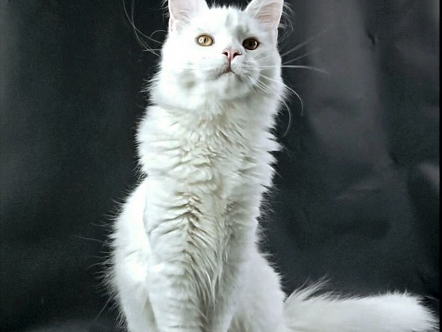 Котята мейн-кун белые полидакты