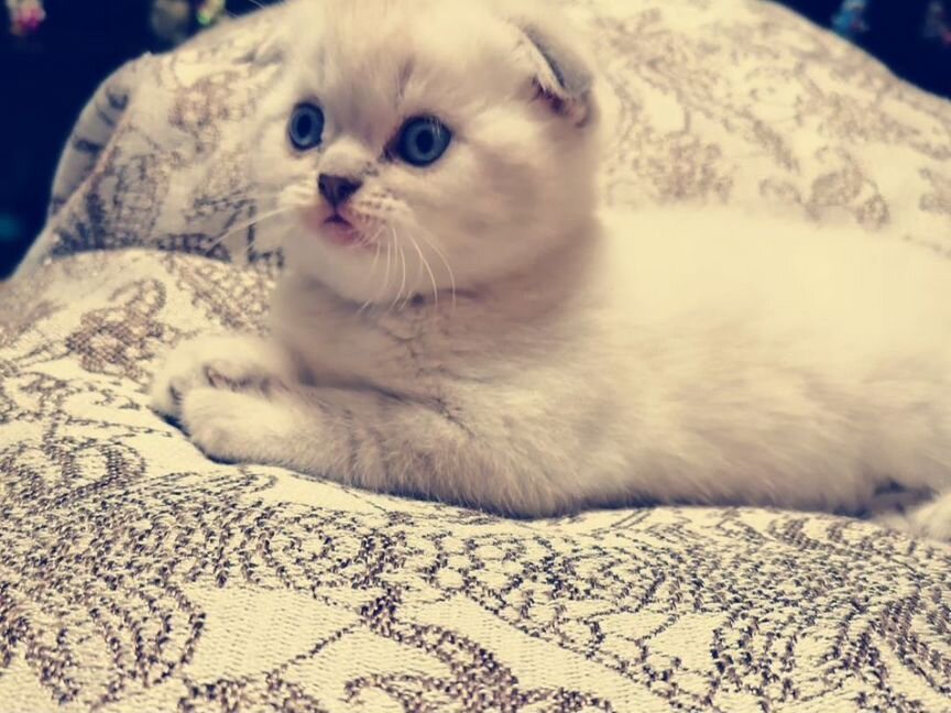 Шотландские вислоухие котята