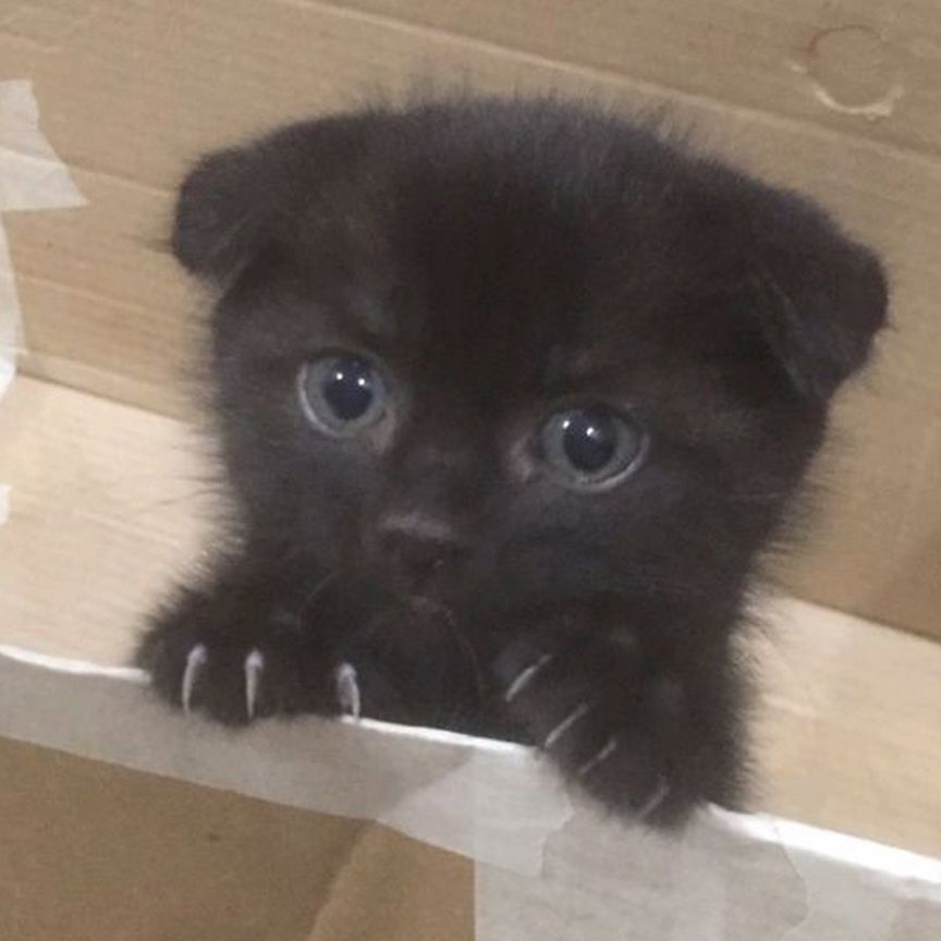 Черный котенок вислоухий