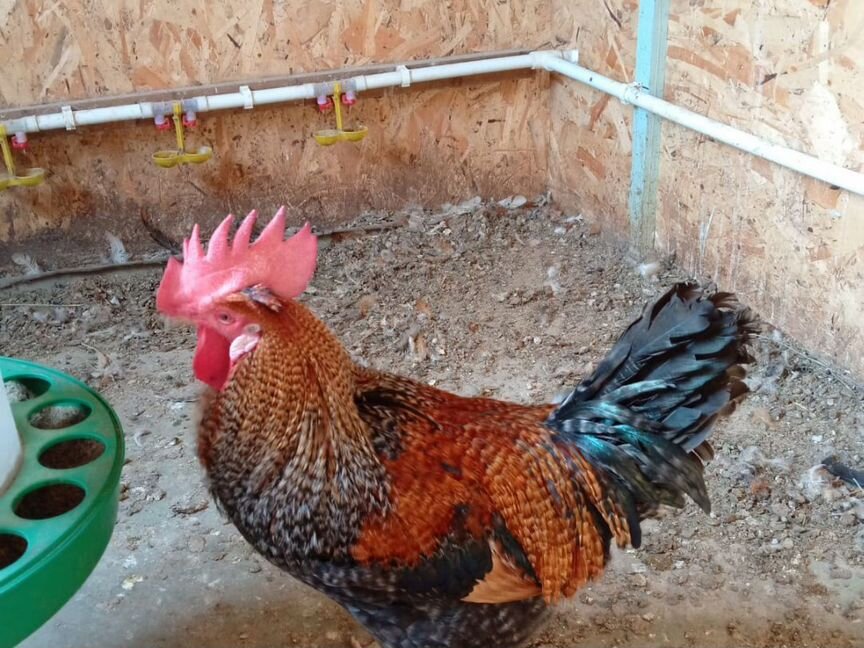 Молодые петухи