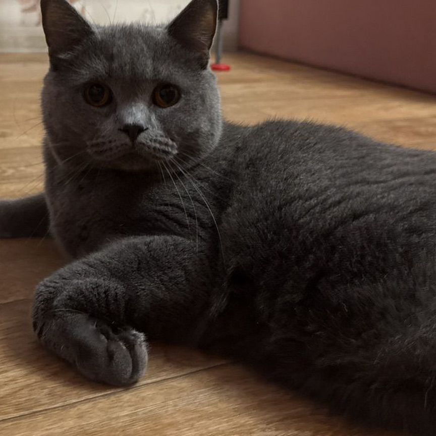 Британец кот