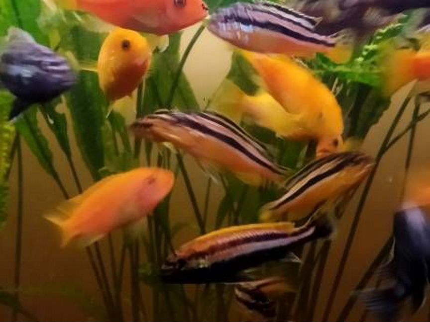 Продам аквариумных рыбок