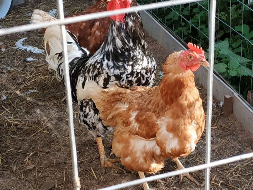Куры несушки продам