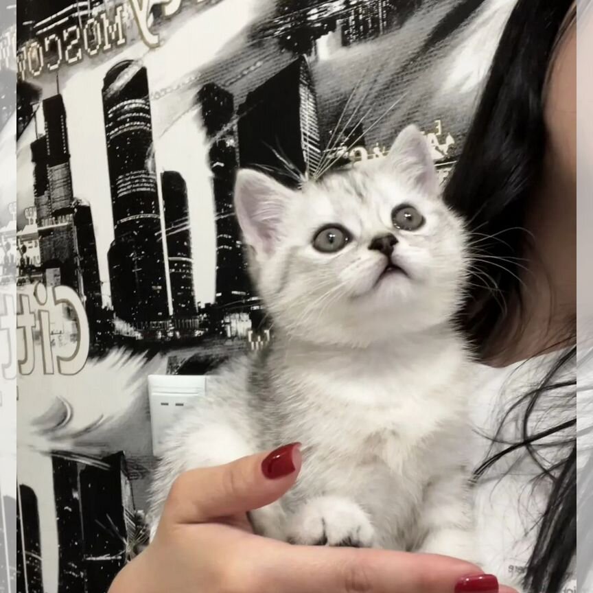Шотландский прямоухий короткошёрстный котёнок