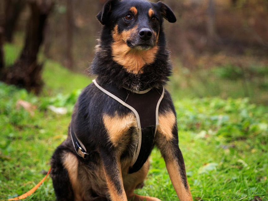 Преданный человеком пёс ищет друга