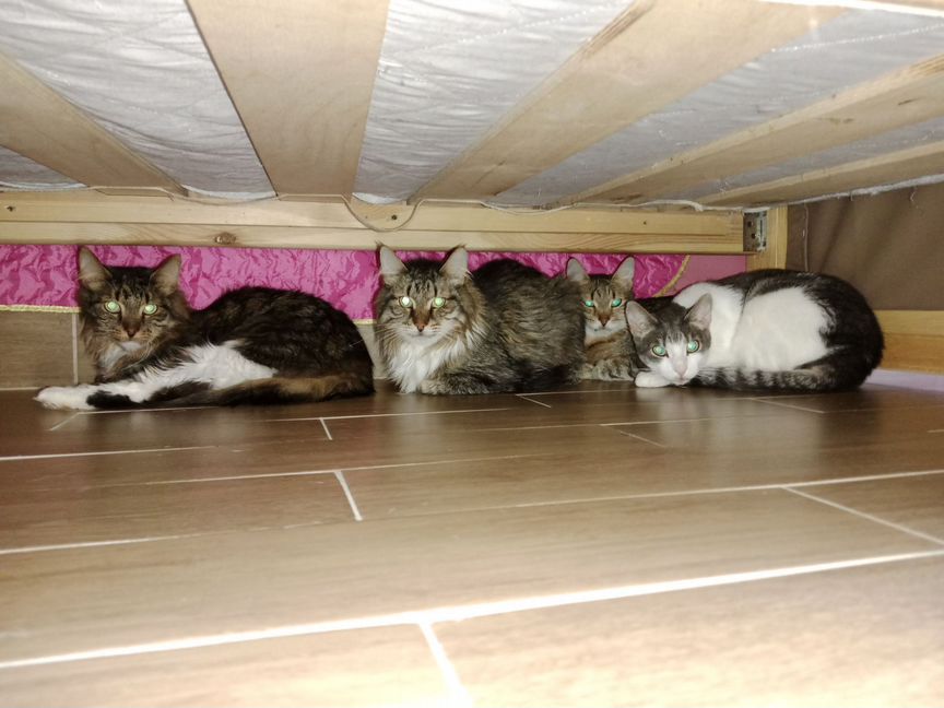 Отдам котов в добрые руки