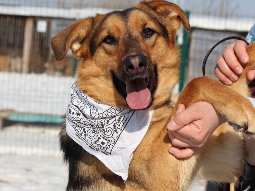 Молодая Флора из приют готова стать вашим питомцем