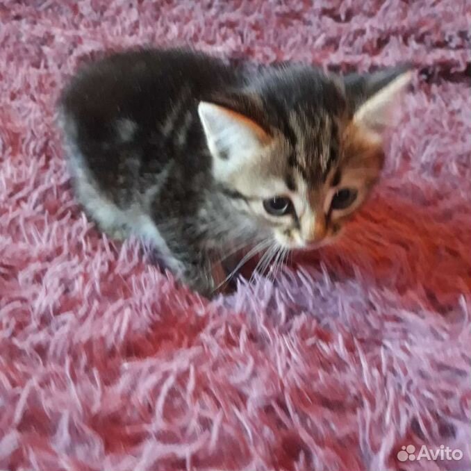 Котята помесь с британцем