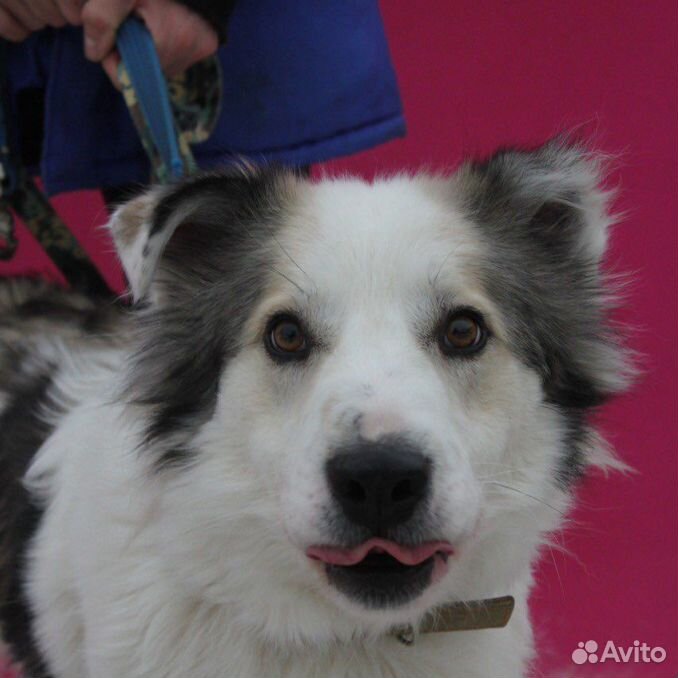 Пушистый красавчик ищет дом, помощь приюту