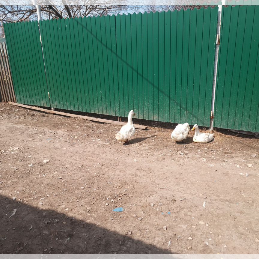 Утки селезень