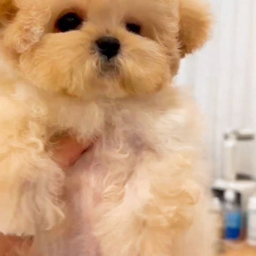 Мини щенки Бишон