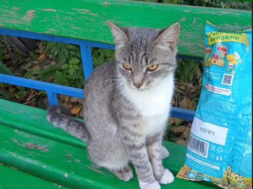 Кошки в добрые руки