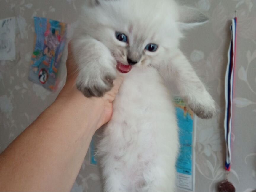 Невская маскарадная