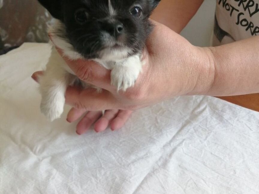 Чистокровные мальчики чихуахуа длинношерстные