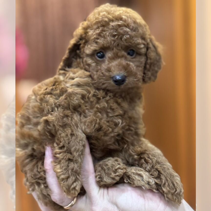 Той-пудель, щенок