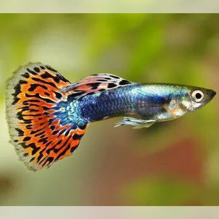 Аквариумные рыбки гупии