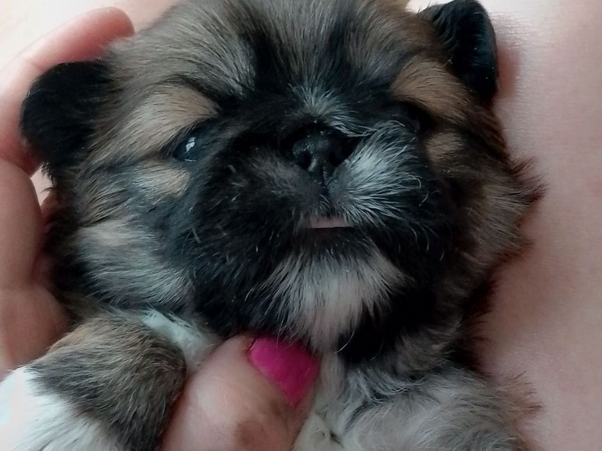 Щенки пекинеса