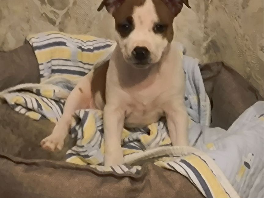 Маленькая собака (щенок амстаффа)