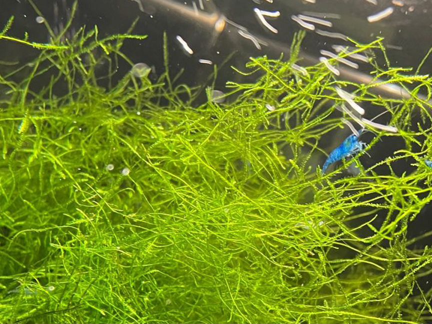 Креветки для аквариума Blue Dream