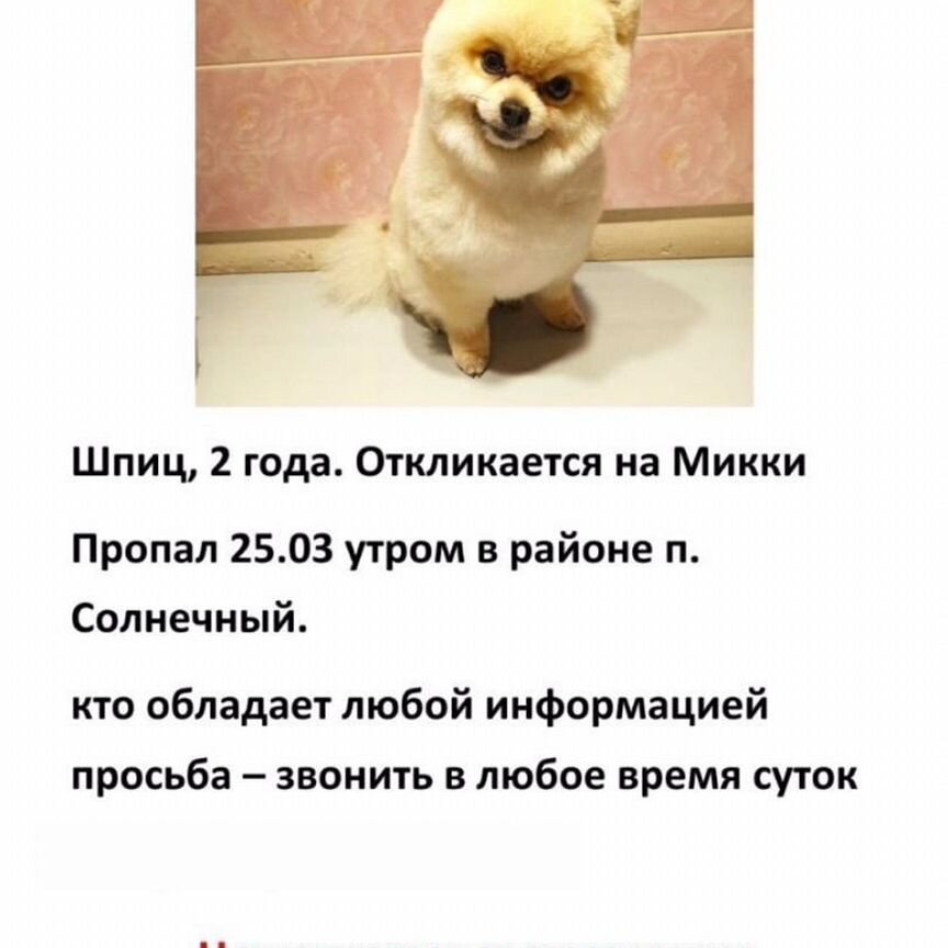 Потерялся шпиц
