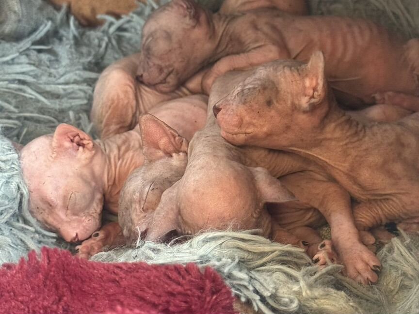 Донской сфинкс