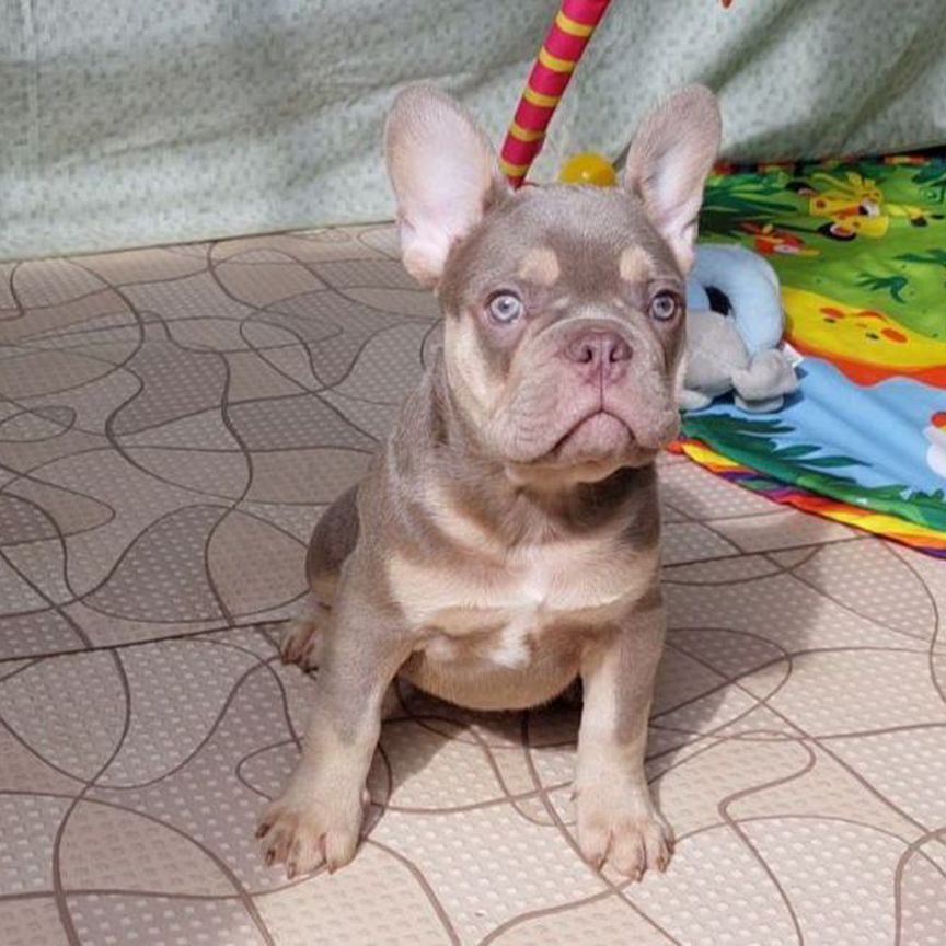 Изабелла с подпалом масклес