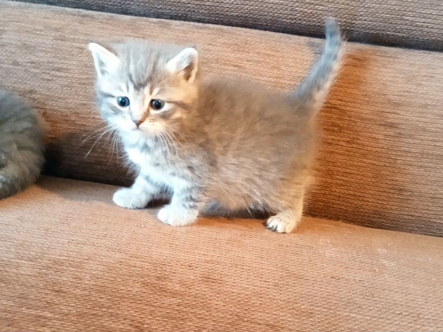 Котята в добрые руки бесплатно приученные к лотку