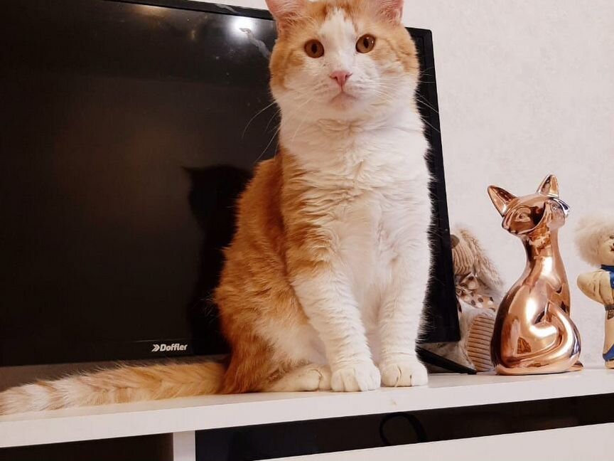 Кот Эмиль рыжий батон