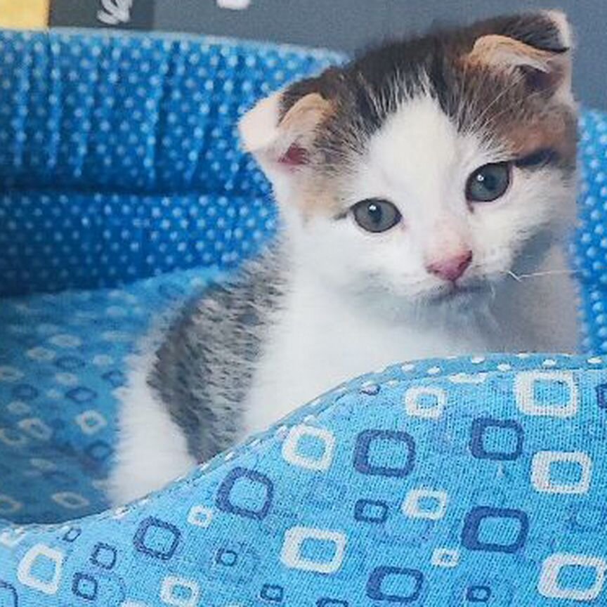 Котята в добрые руки мальчики