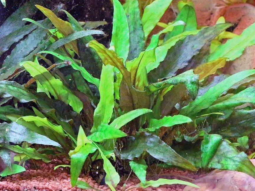 Аквариумное растение Криптокорина