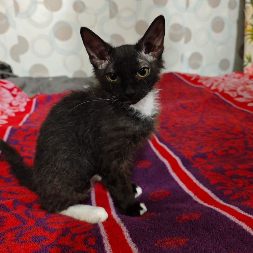 Котёнок
