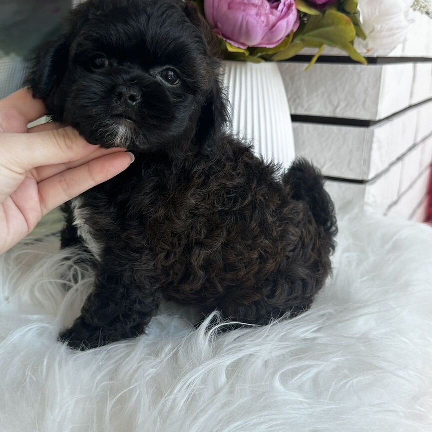 Игрушечные черные мальтипу