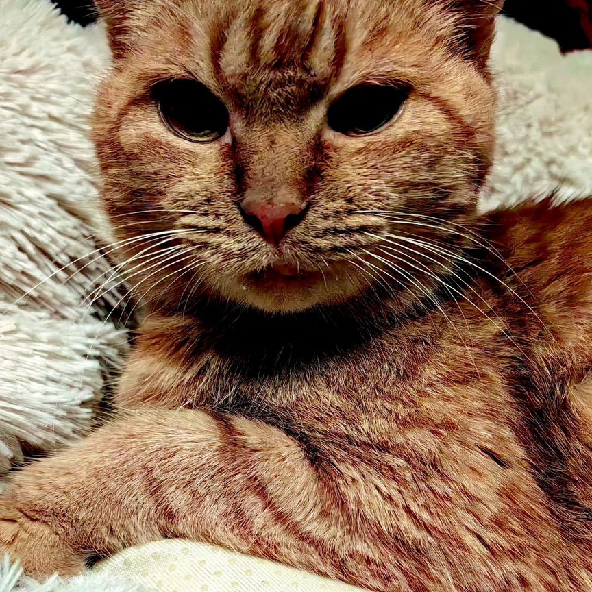 Рыжая кошка
