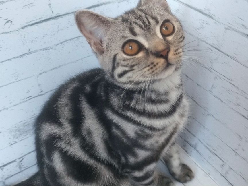 Котенок