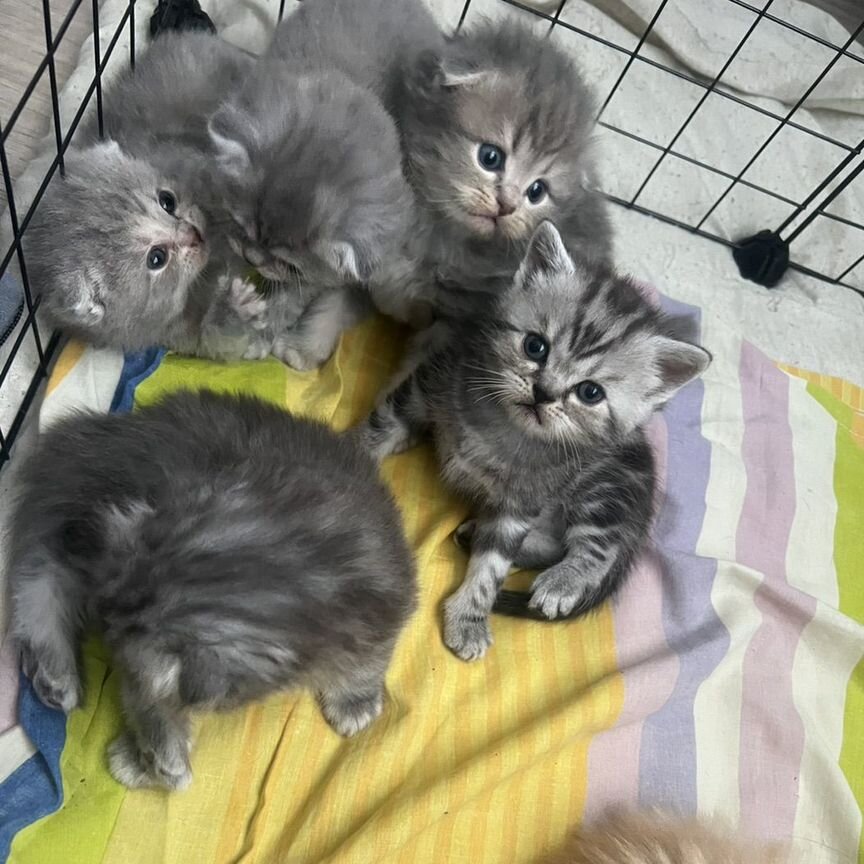 Шотландский вислоухий короткошёрстный котёнок