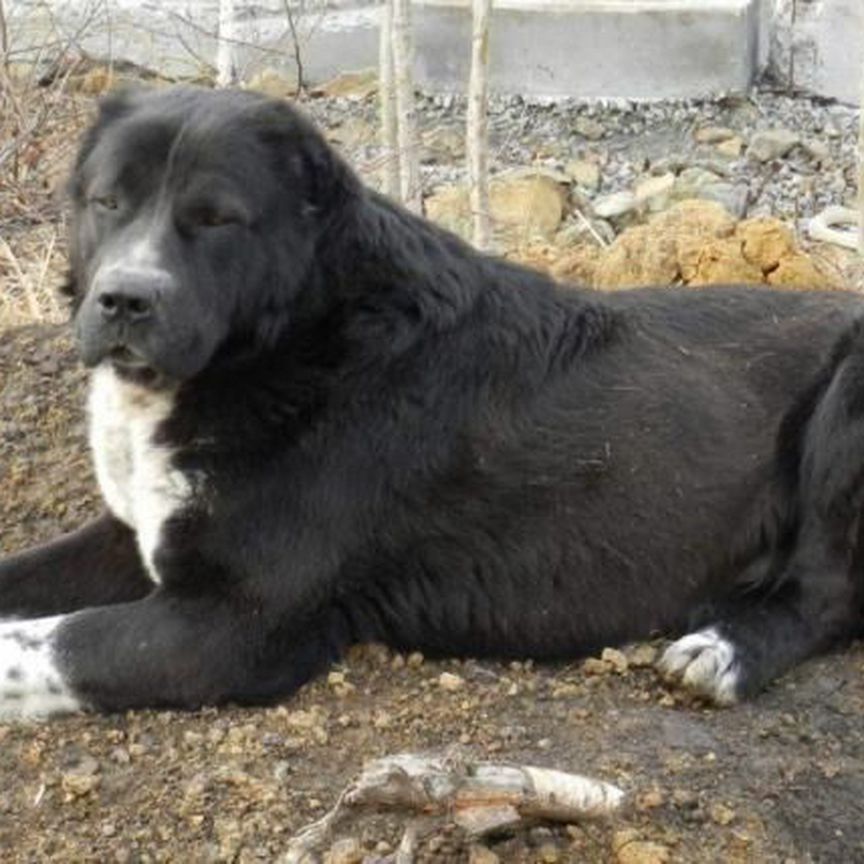 Отдам в добрые руки