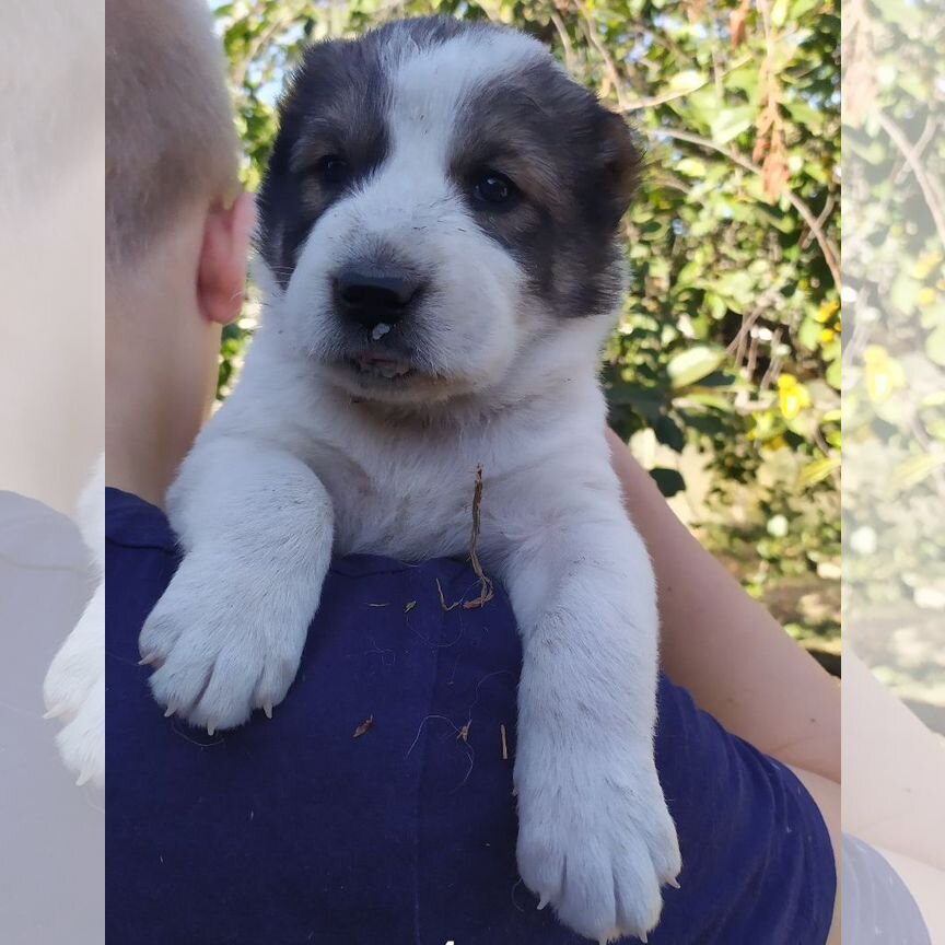 Щенки сао алабай