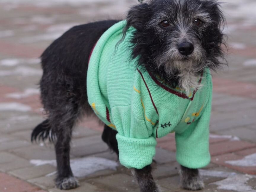 Маленькая ласковая собачка с ирокезом